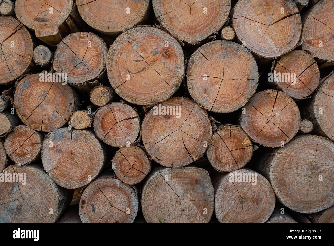 Section plane of natural wood log background Stock Photo - Alamy