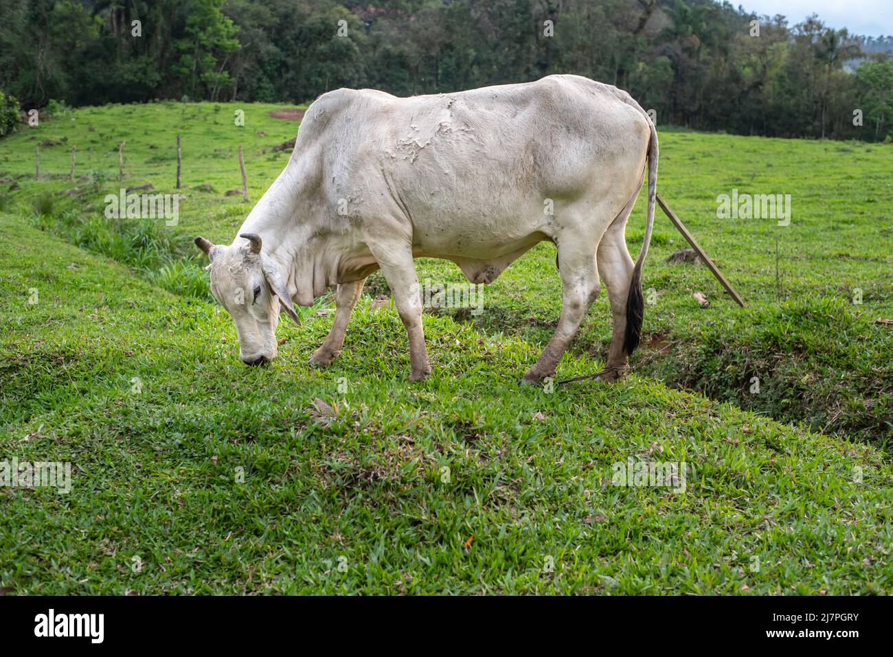 Grazing white cow hi-res stock photography and images - Alamy