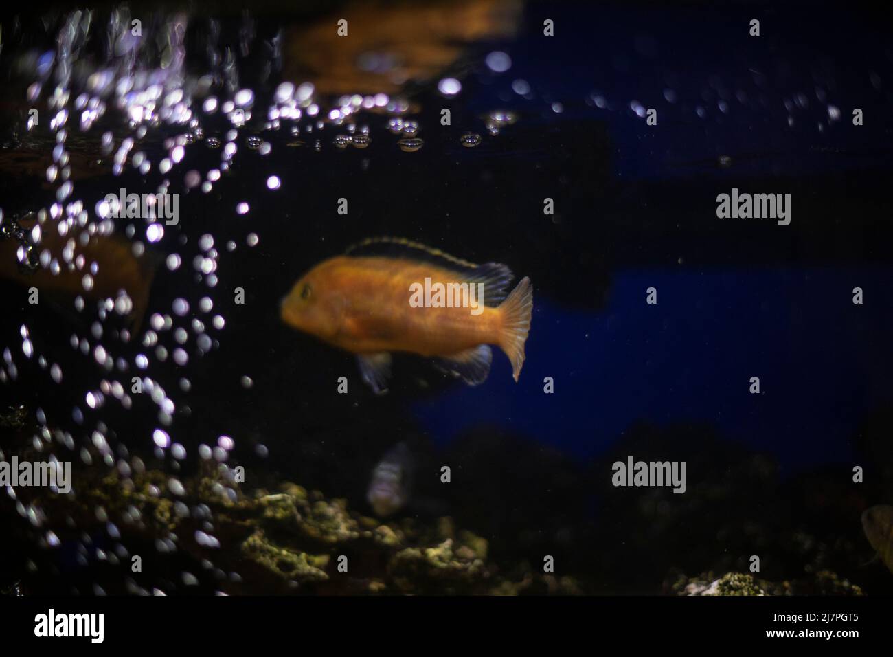 Aquarium is in detail. Fish swim in aquarium. Relaxed atmosphere ...