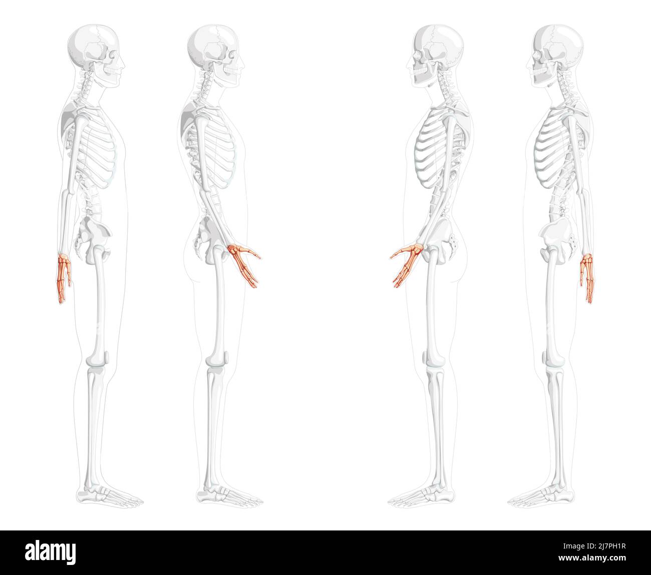 Skeleton Hands Human side view with partly transparent bones position ...