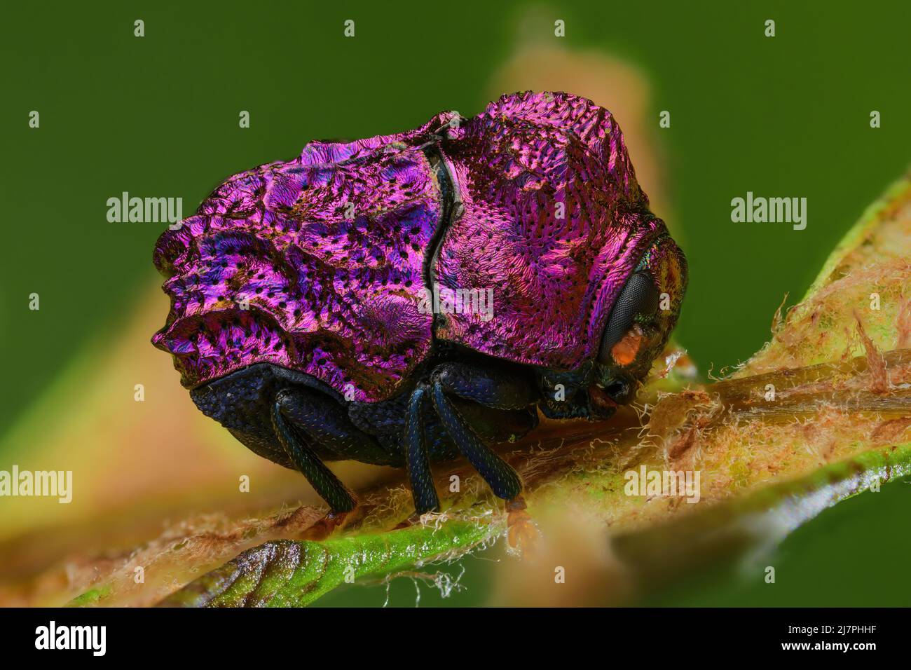 Iridescent due hi-res stock photography and images - Alamy
