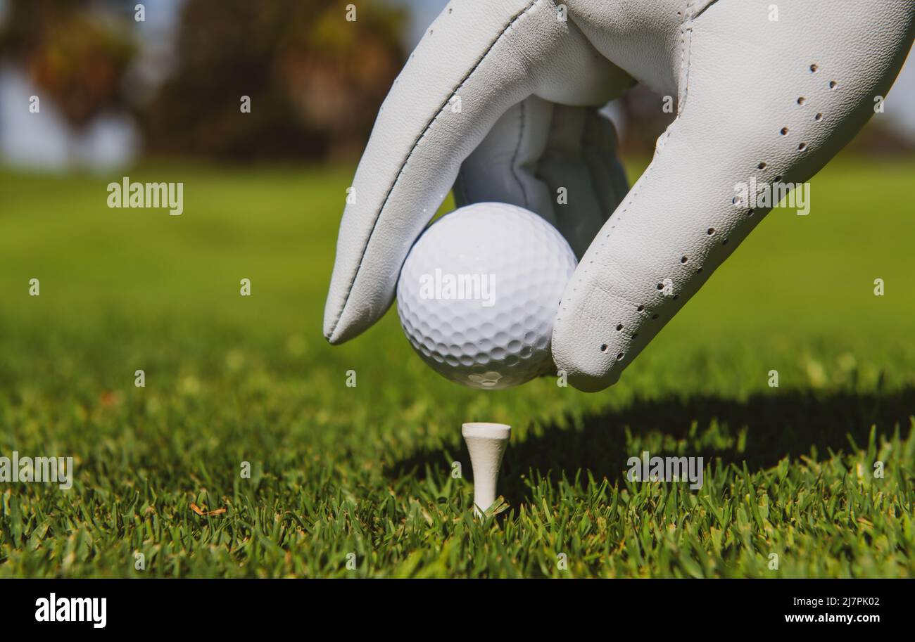 Hand putting golf ball on tee in golf course. Golf ball in grass Stock ...