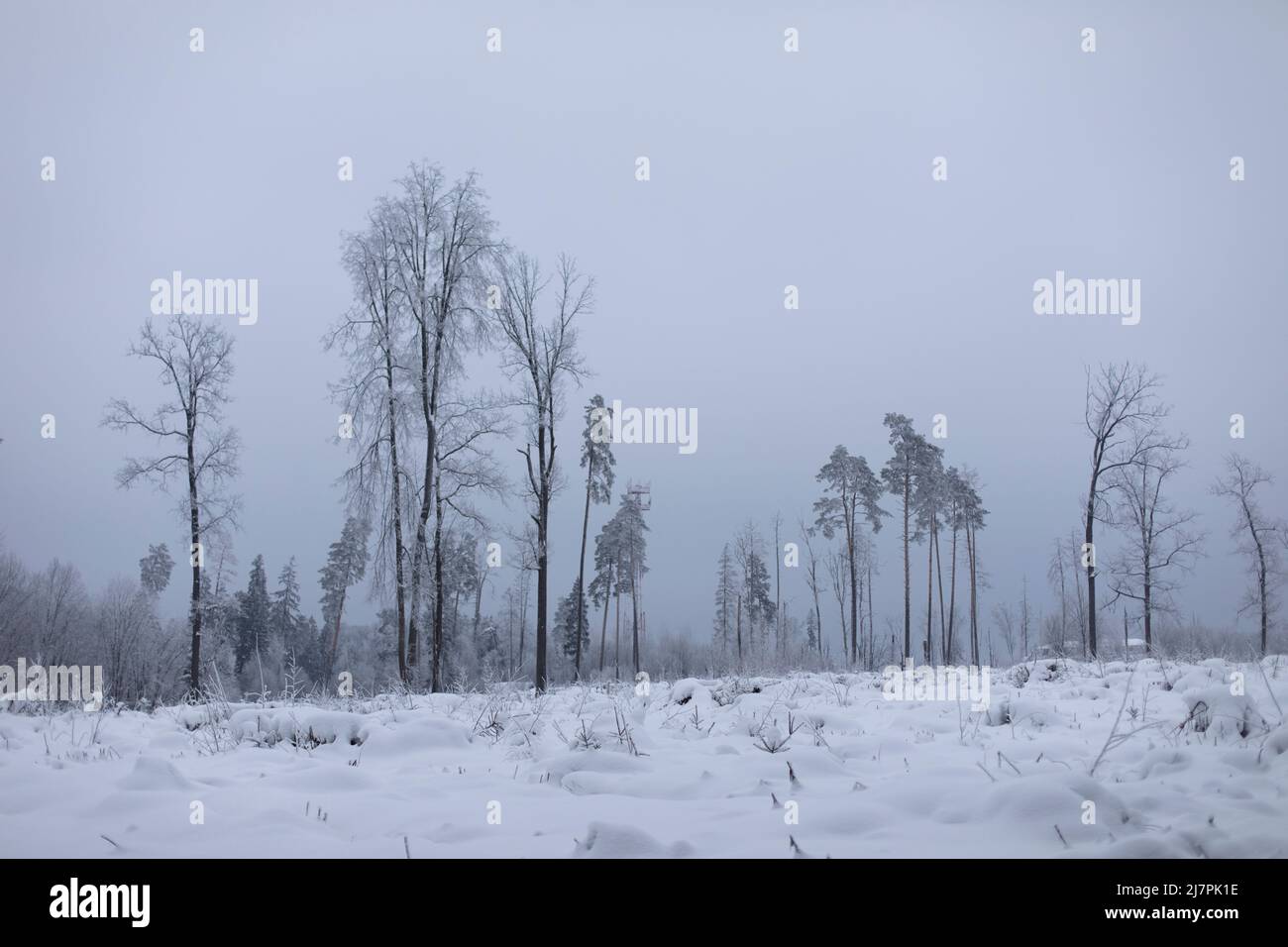 Winter landscape. Deforestation in winter. Field in snow.. Remaining ...
