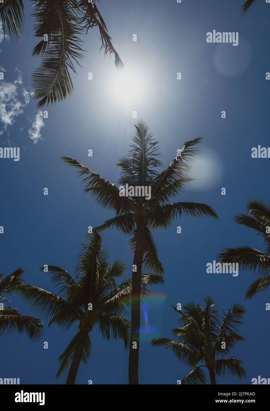 Coconut palm trees, beautiful tropical texture with sun light on sky ...