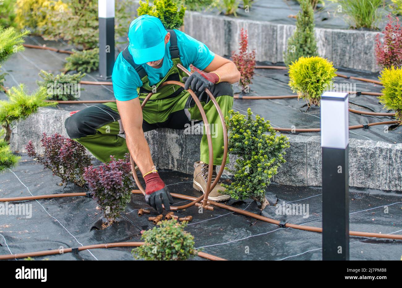 Professional Caucasian Landscaper Building Drip Irrigation System in a ...