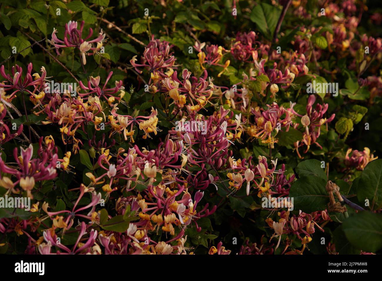 Close up of Honeysuckle flowers and plant seen in late spring Stock ...