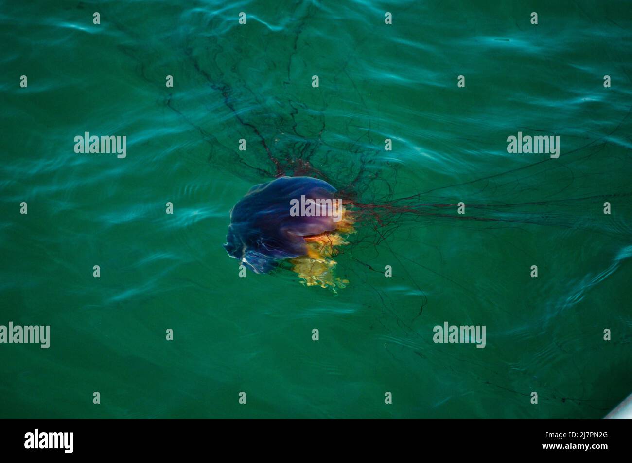 Purple, orange, red jellyfish in green ocean waters off Nova Scotia ...