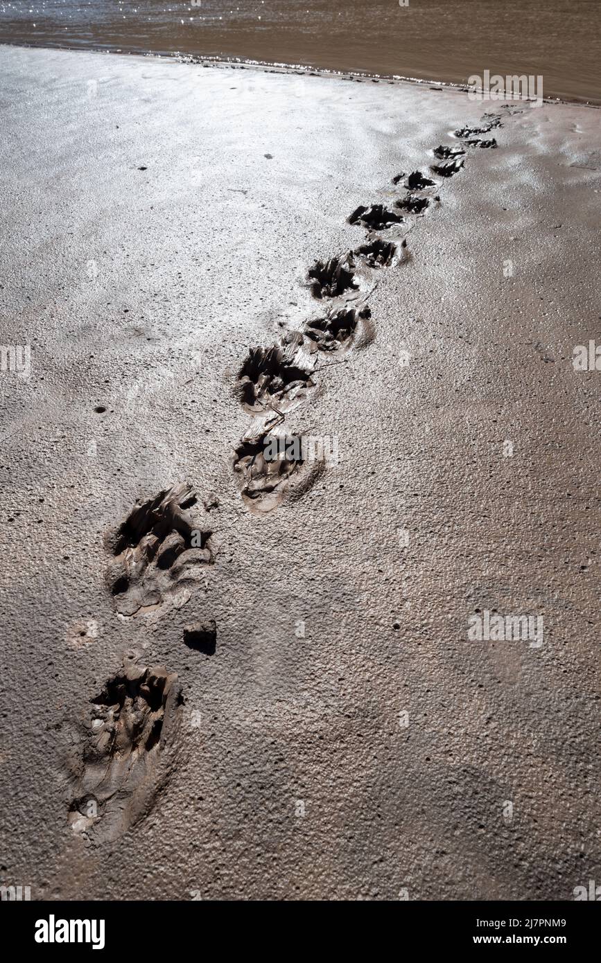 Beaver tracks along the Colorado River in Cataract Canyon, Utah Stock ...