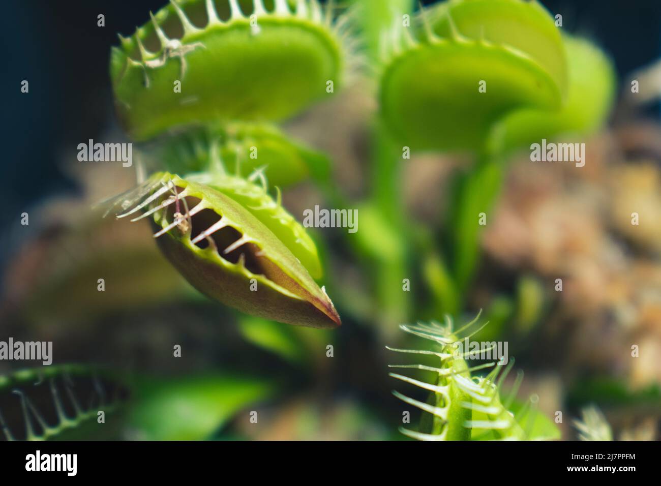 Close up on small venus flytraps Stock Photo - Alamy