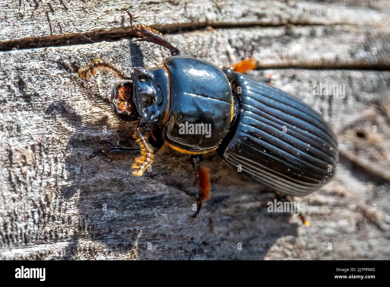 Horned Passalus Beetle