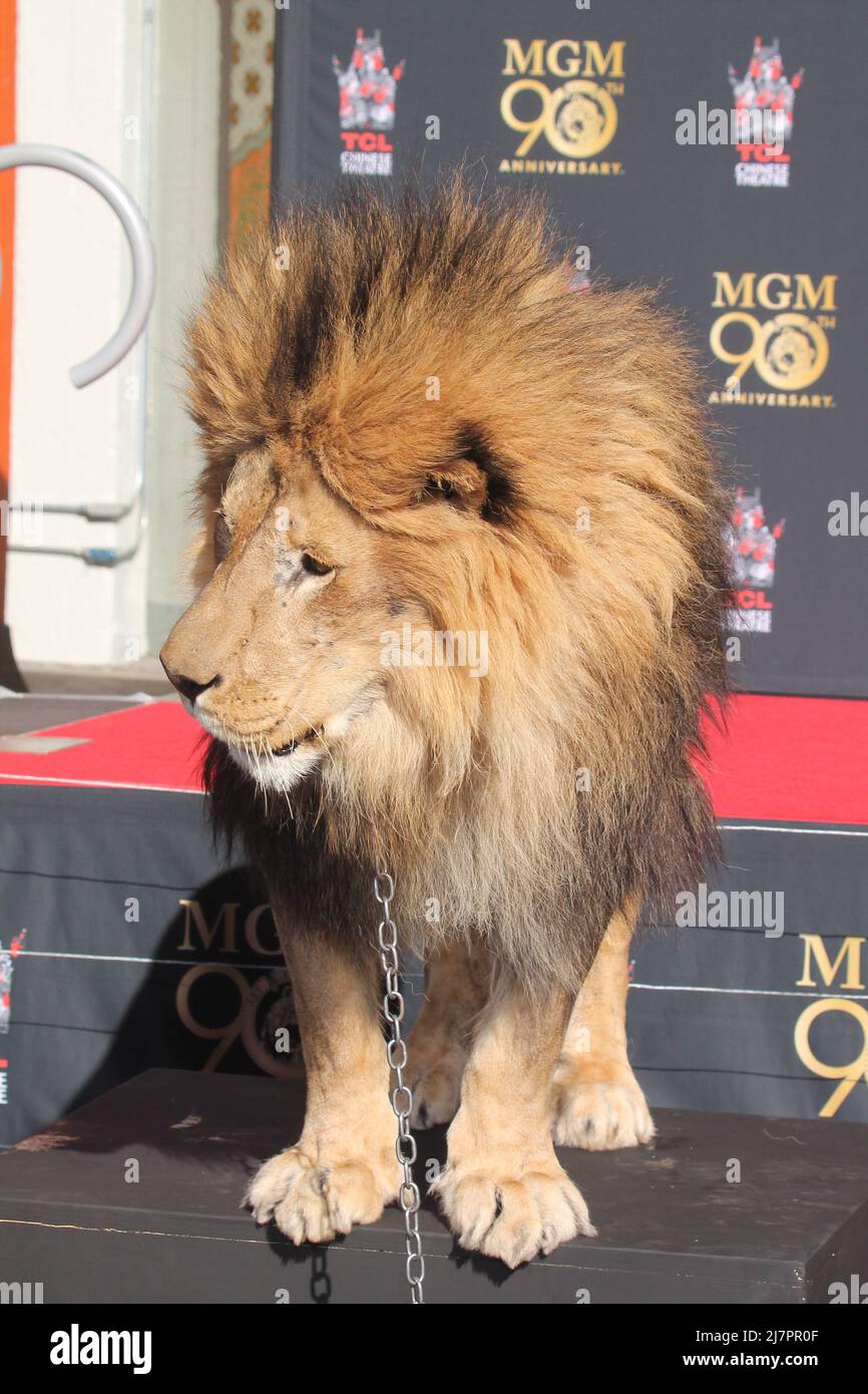 Leo The Lion Web Page