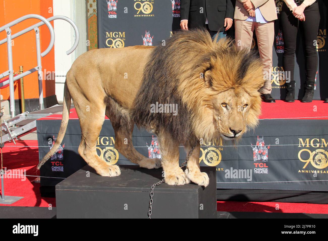 LOS ANGELES - JAN 22: Leo the Lion at the MGM 90th Anniversary ...