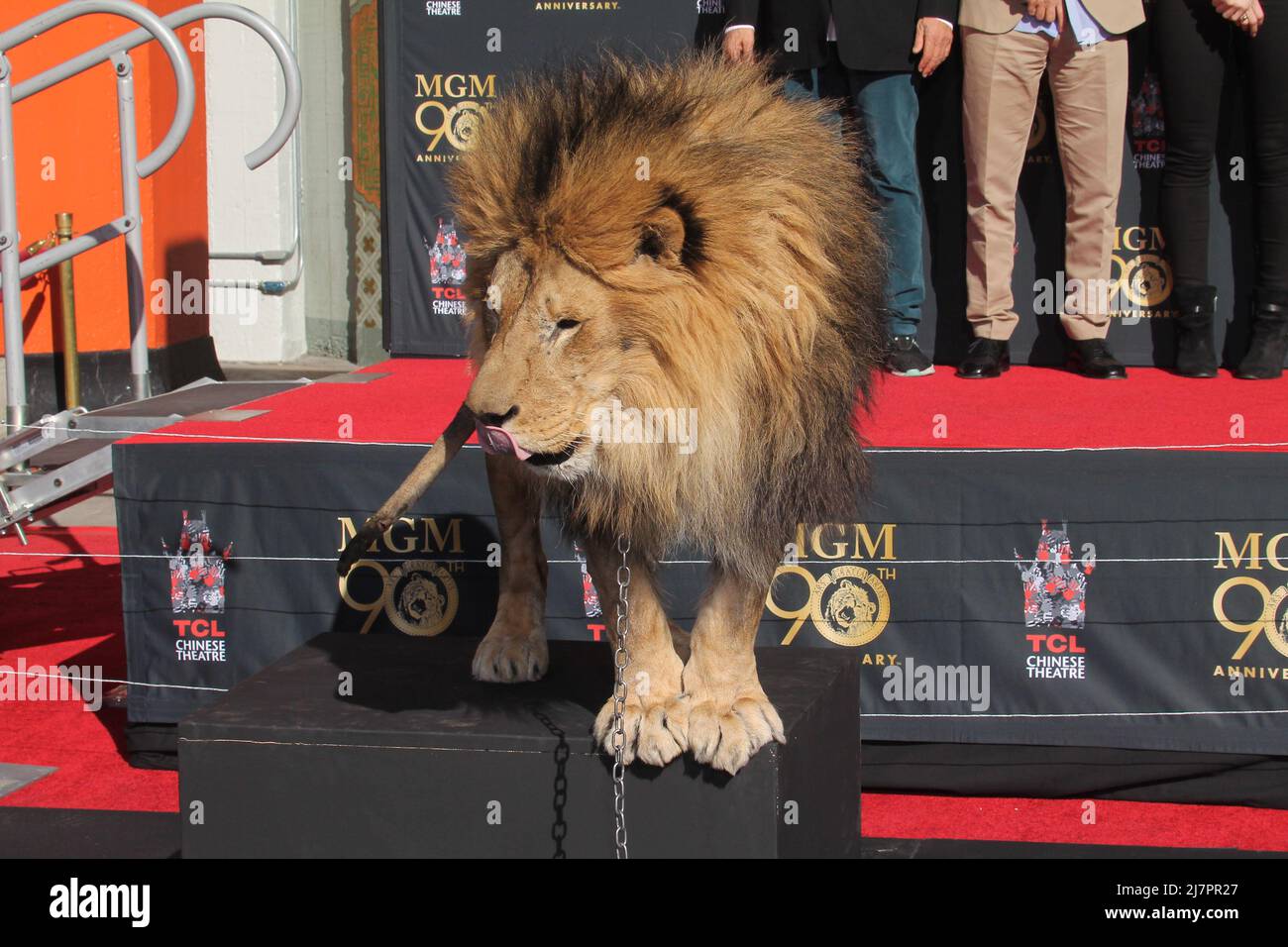 LOS ANGELES - JAN 22: Leo the Lion at the MGM 90th Anniversary ...