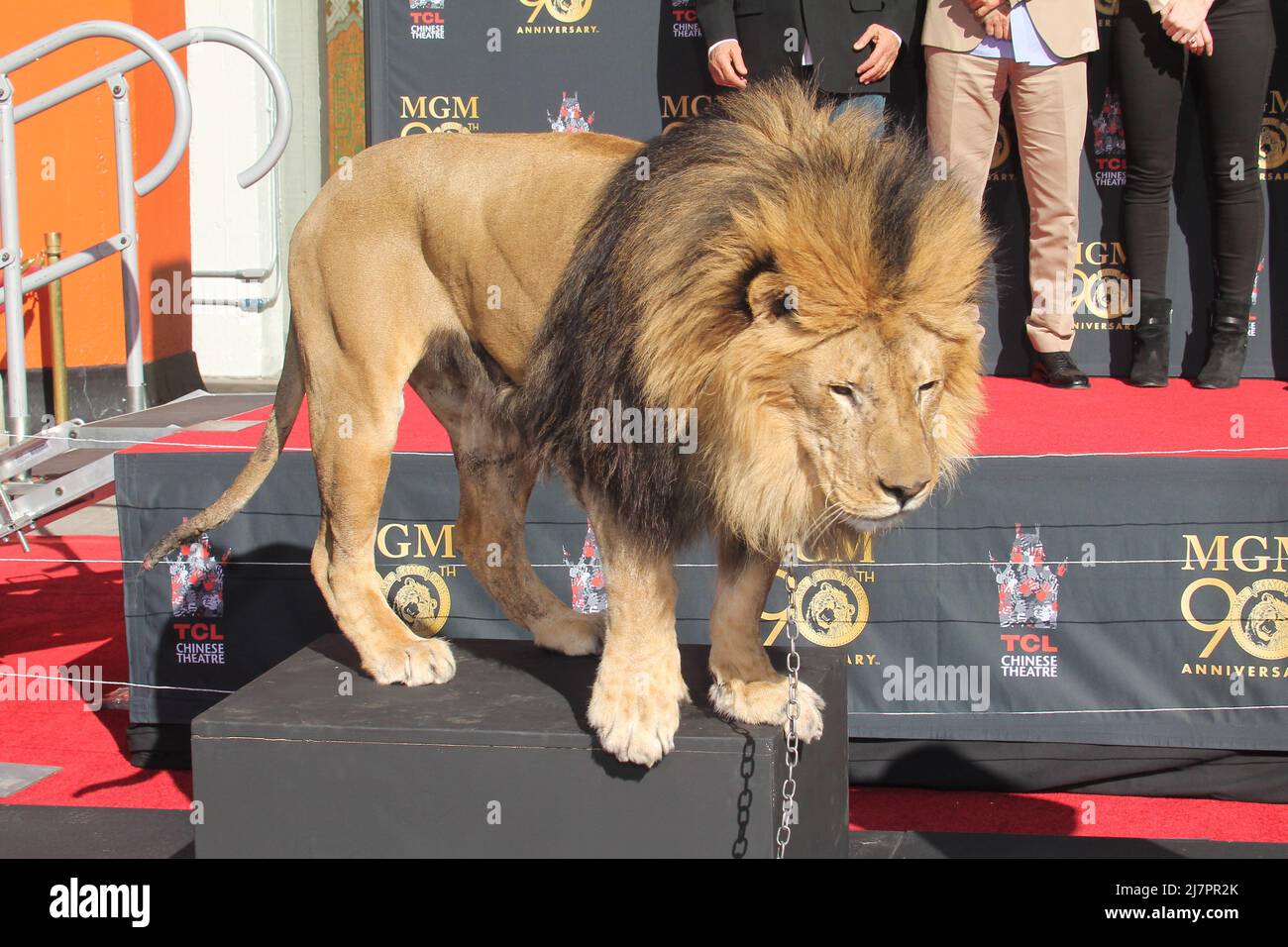 Leo the mgm lion hi-res stock photography and images - Alamy