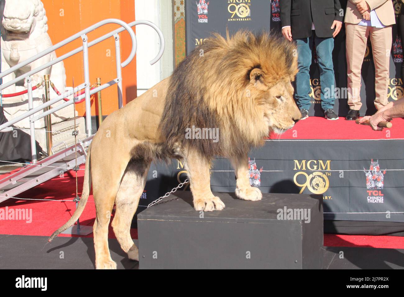Leo the lion mgm hi-res stock photography and images - Alamy