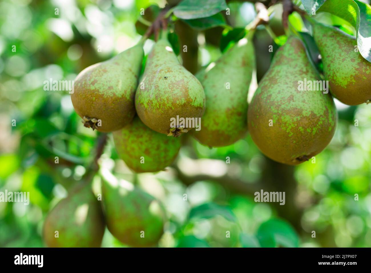 Pear conference tree hi-res stock photography and images - Alamy