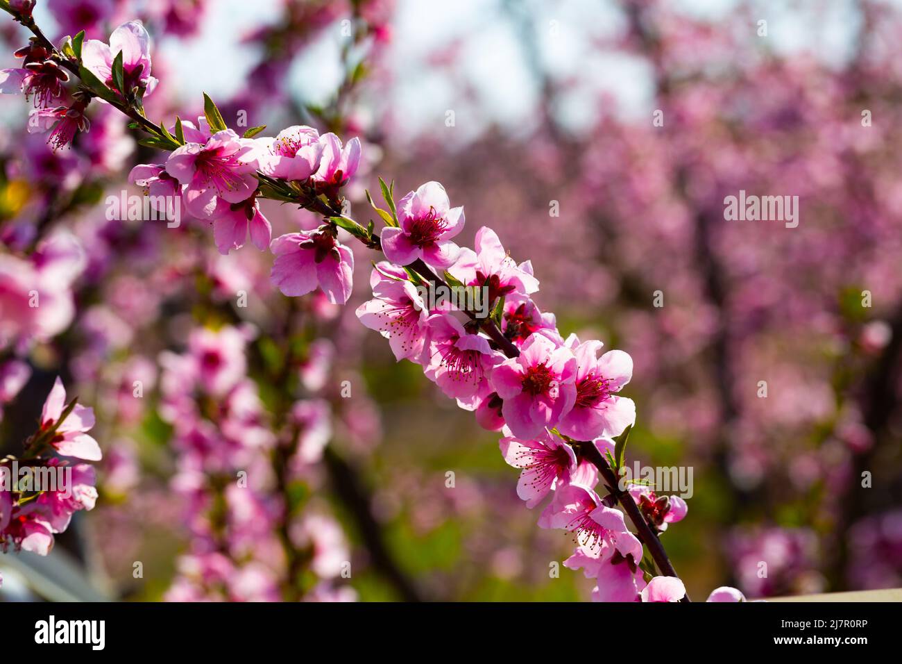 Flowering peach trees on field Stock Photo - Alamy