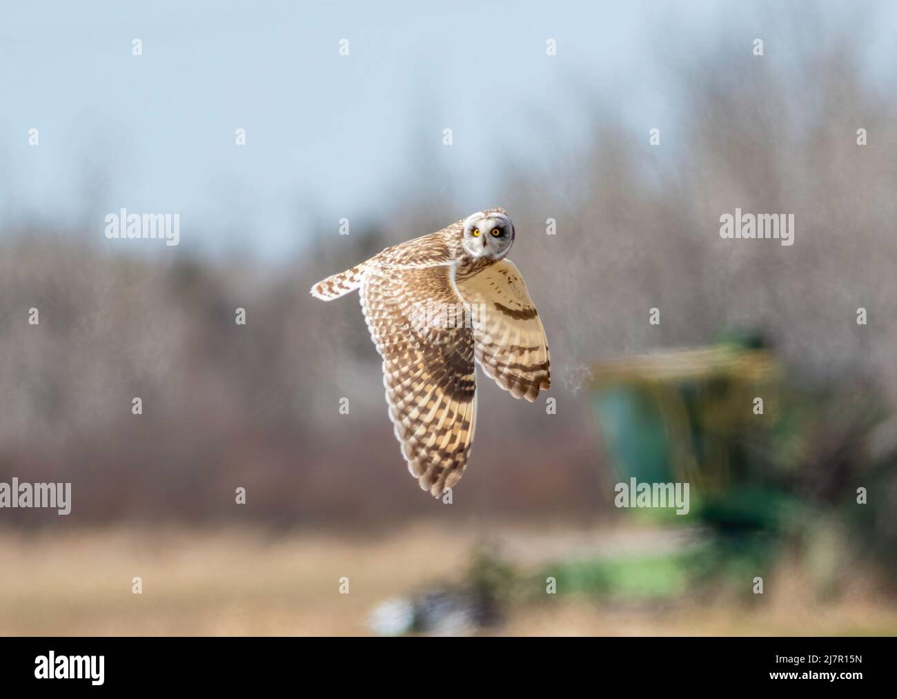 Owl flying over grassland hi-res stock photography and images - Alamy
