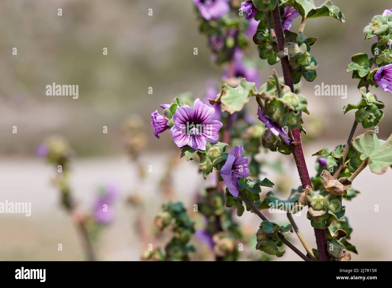 Purple california wildflowers hi-res stock photography and images - Alamy