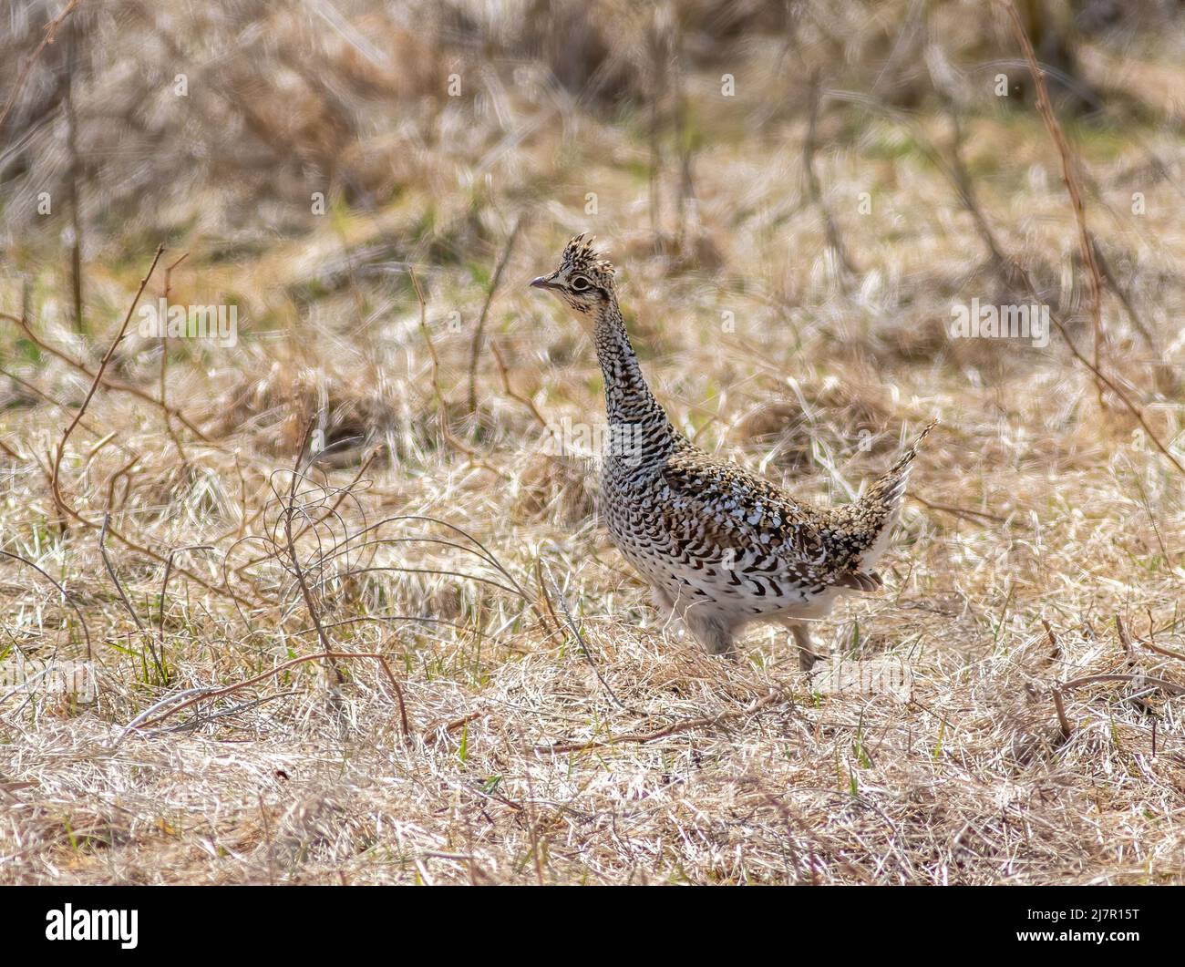 A sharp-tailed grouse carefully walking across the grassy field hiding ...