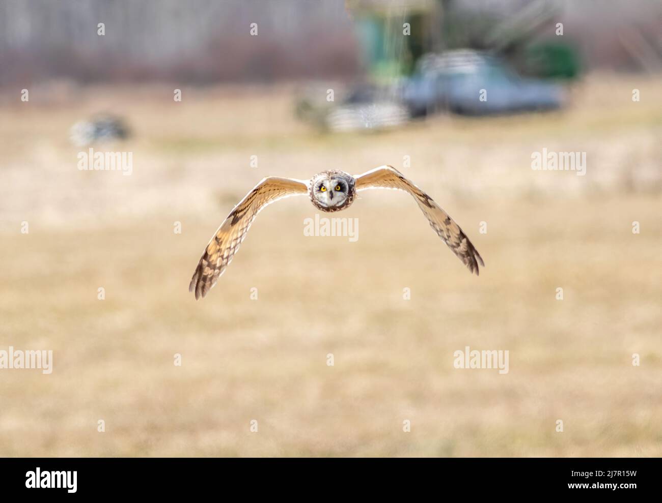 Flying rodents hi-res stock photography and images - Alamy