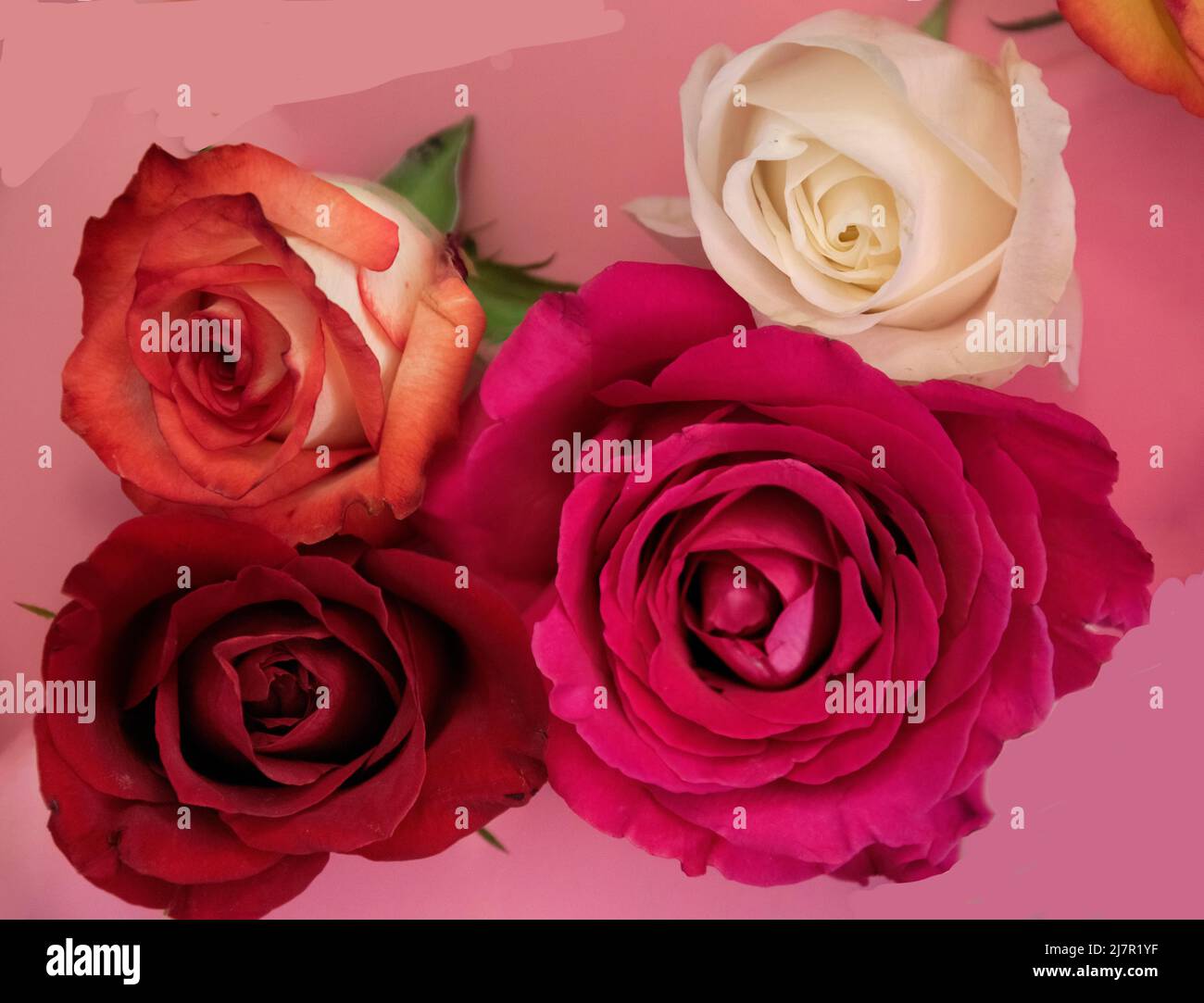 Group of roses in full bloom, just the rose head Stock Photo - Alamy
