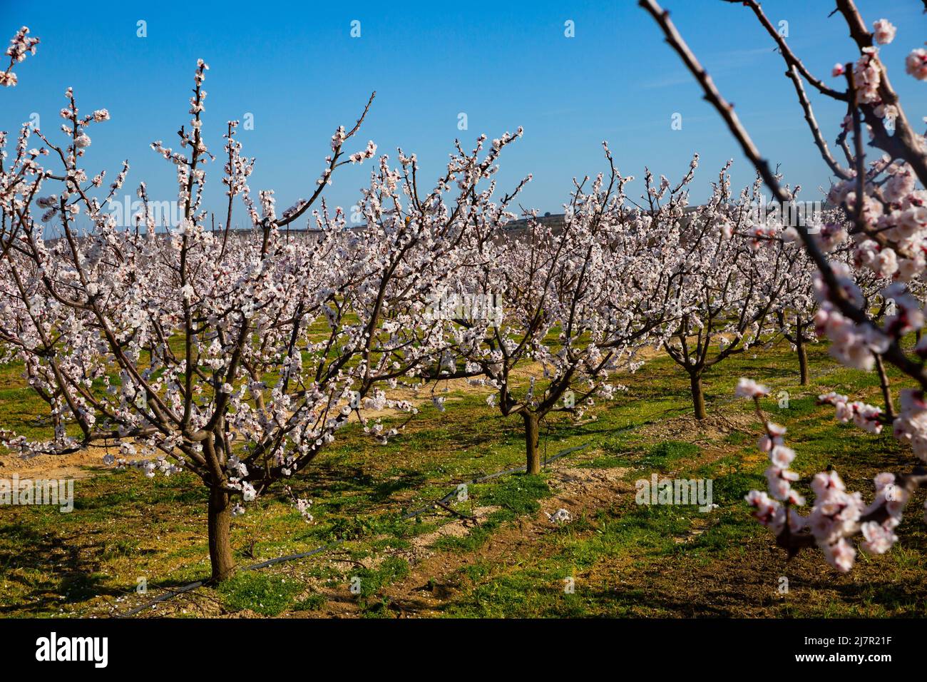 Apricot farming spain hi-res stock photography and images - Alamy