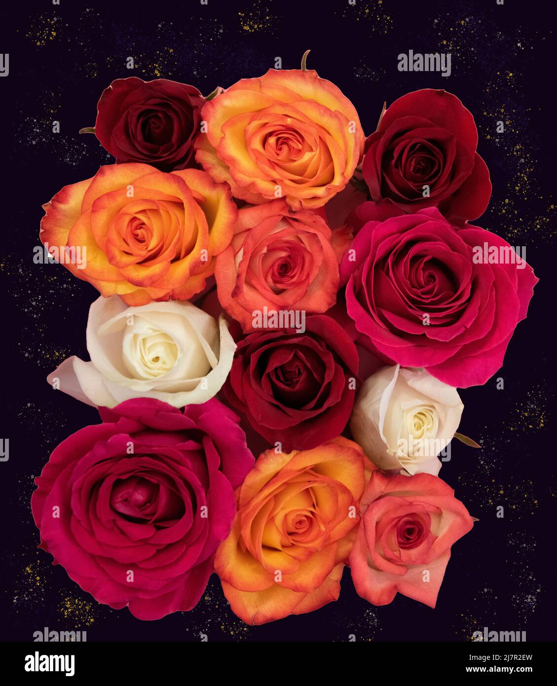 Group of roses in full bloom, just the rose head Stock Photo - Alamy