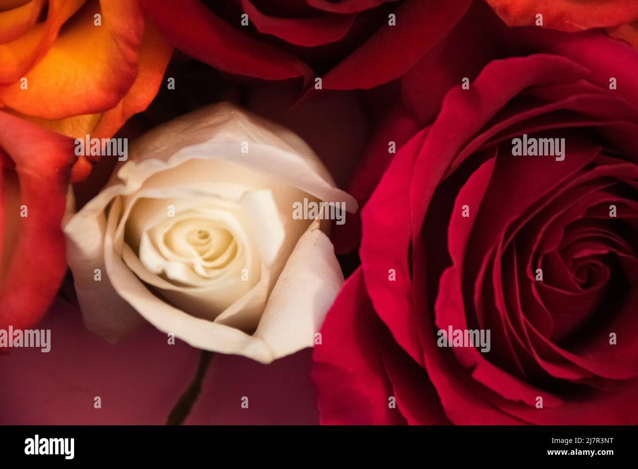 Group of roses hi-res stock photography and images - Alamy