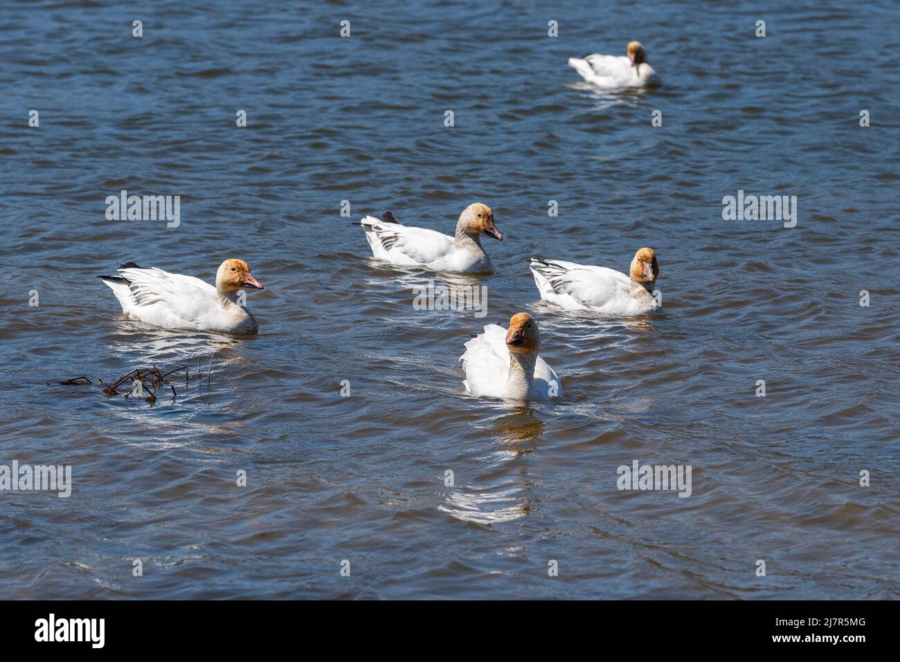 Snow gooses during migration in the Cap Tourmente National Wildlife ...