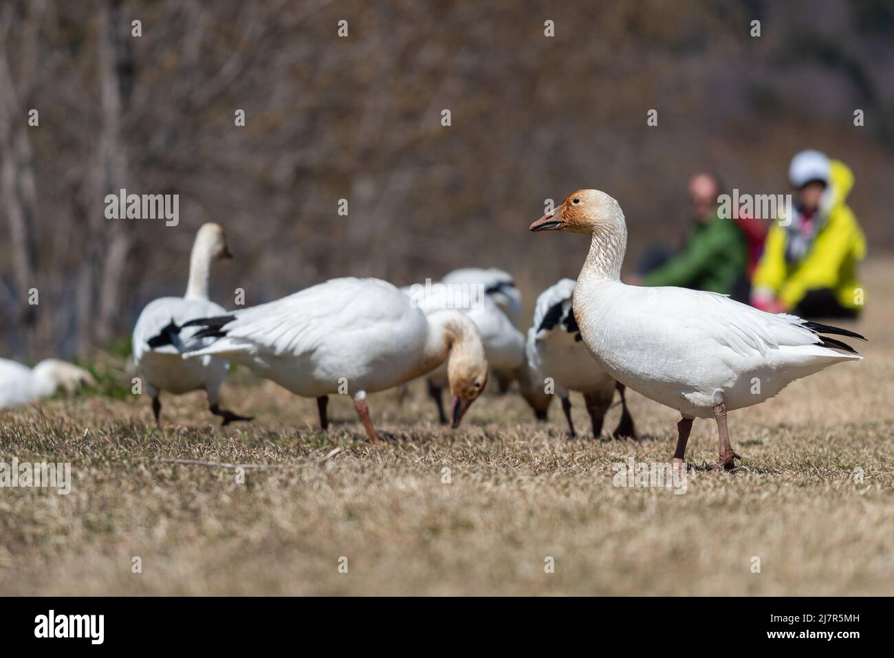 Snow goose’s during migration in the Cap Tourmente National Wildlife ...