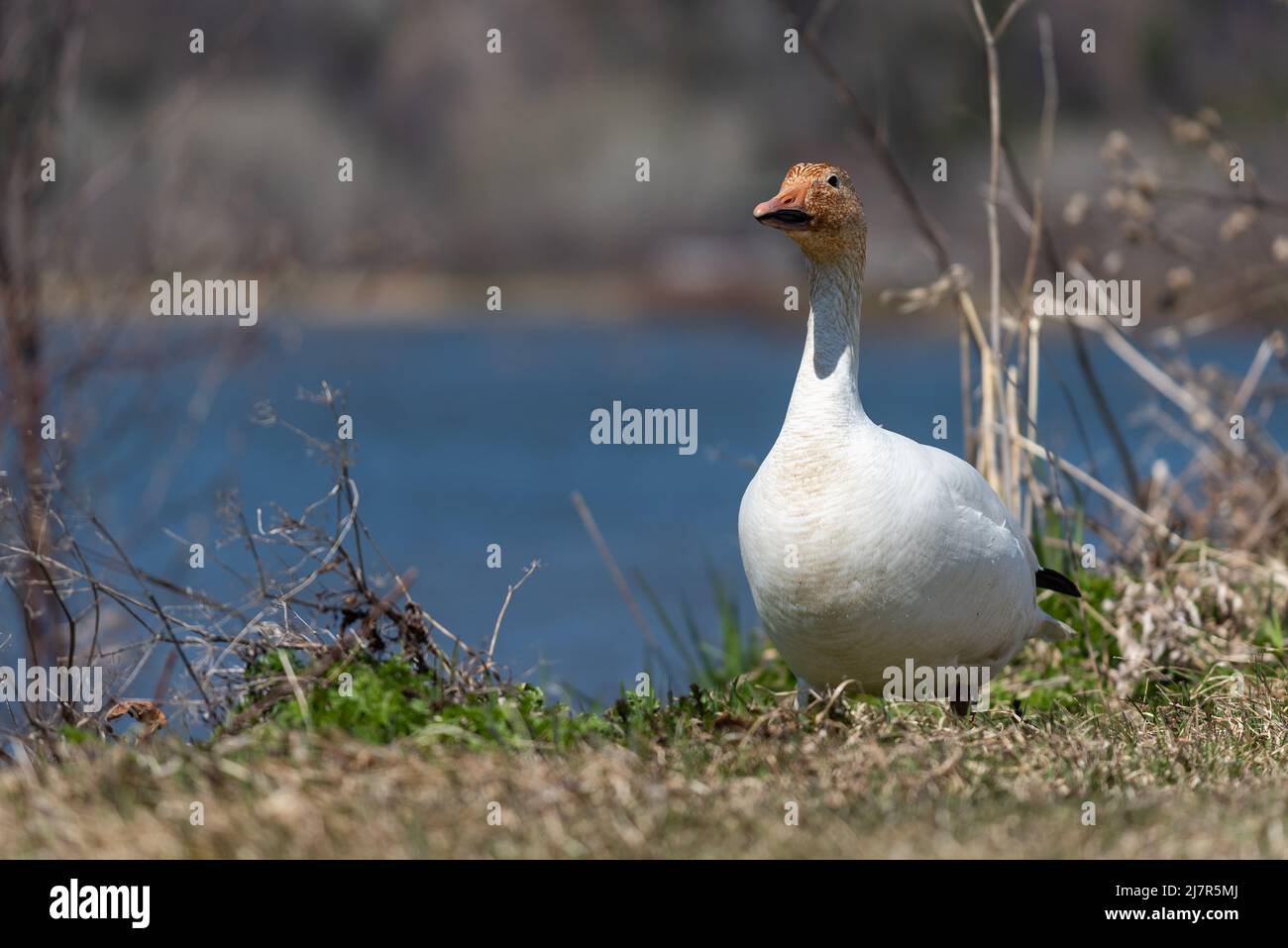Snow gooses during migration in the Cap Tourmente National Wildlife ...
