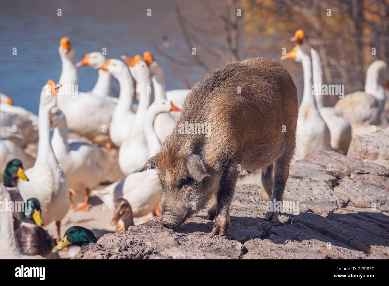 Geese pig goose hi-res stock photography and images - Alamy