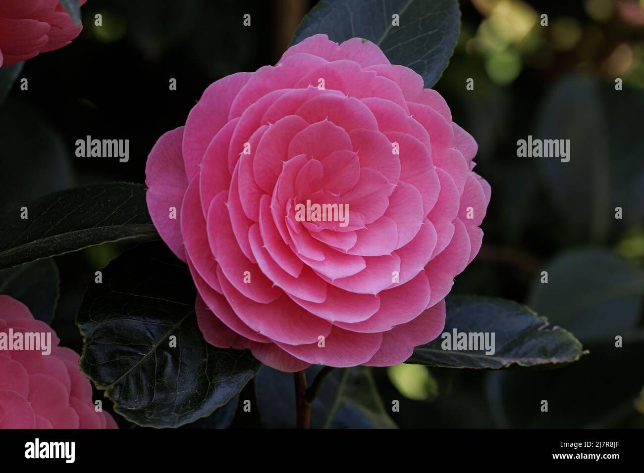 Camellia x williamsii waterhouse hi-res stock photography and images ...