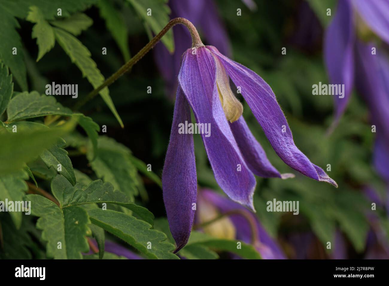Lindmark hi-res stock photography and images - Alamy