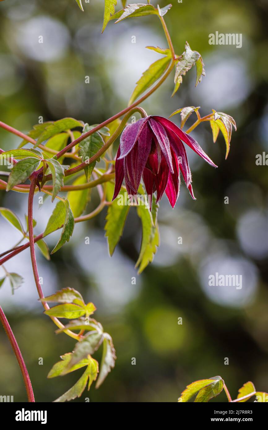 Unusual deep purple Clematis Octopus flower in spring Stock Photo - Alamy