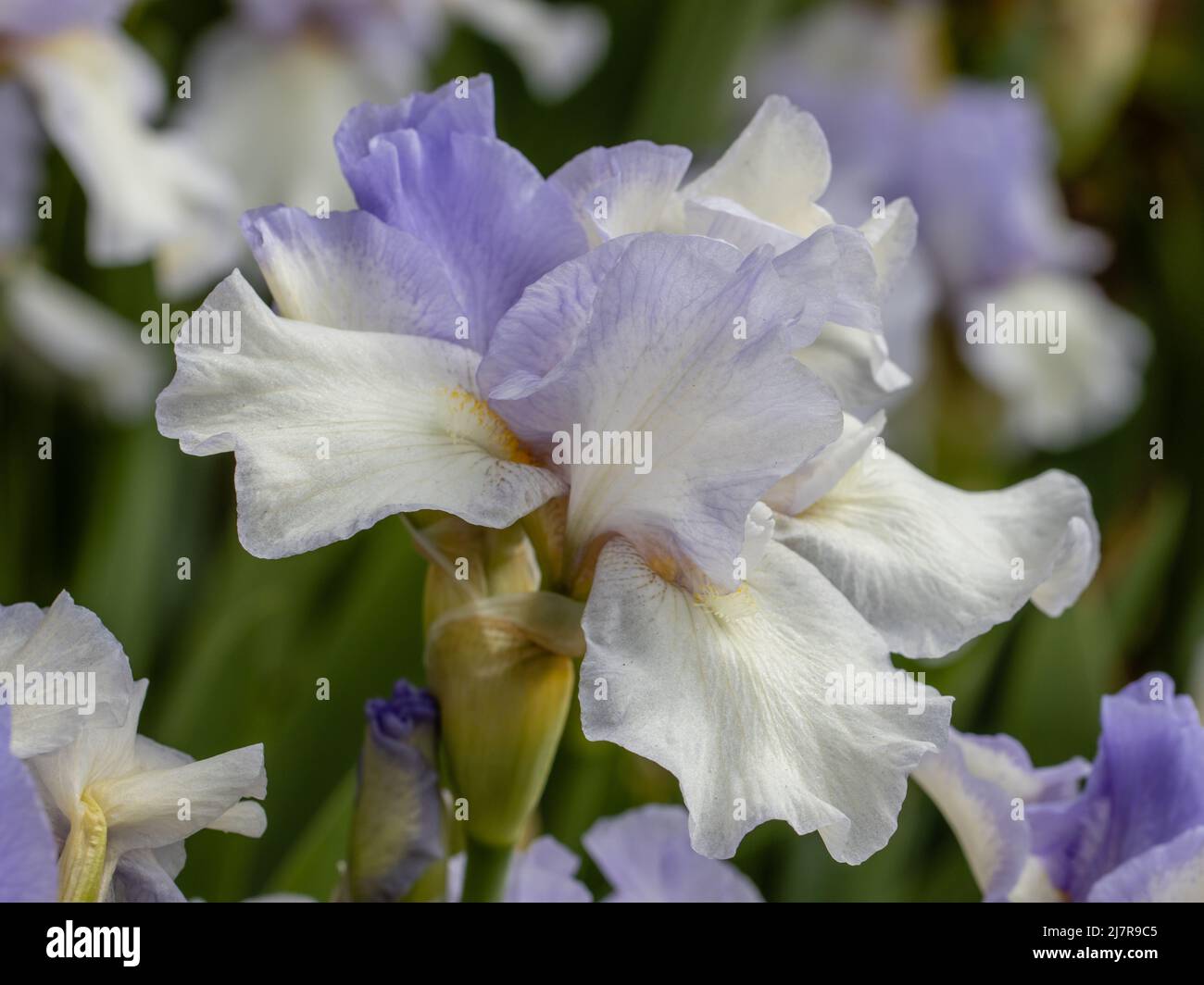 Single pale blue Iris Cannington Skies flower in spring Stock Photo - Alamy