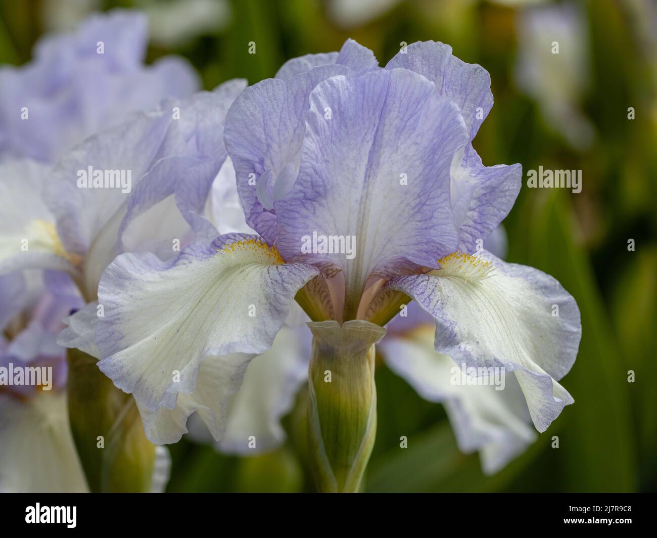Close up of pale blue Iris Cannington Skies flower in spring Stock ...