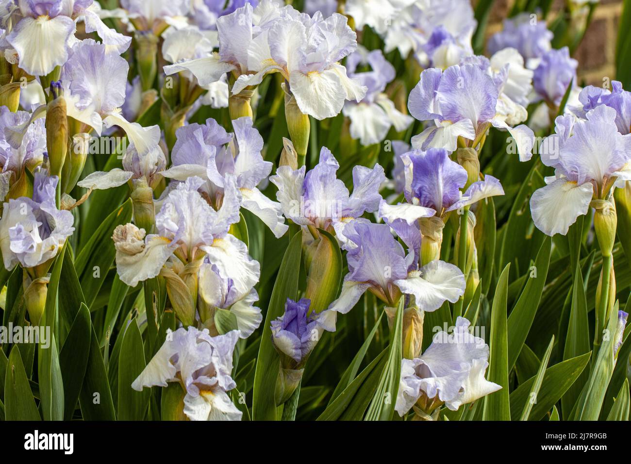 Mass of pale blue Iris Cannington Skies flowers in spring Stock Photo ...