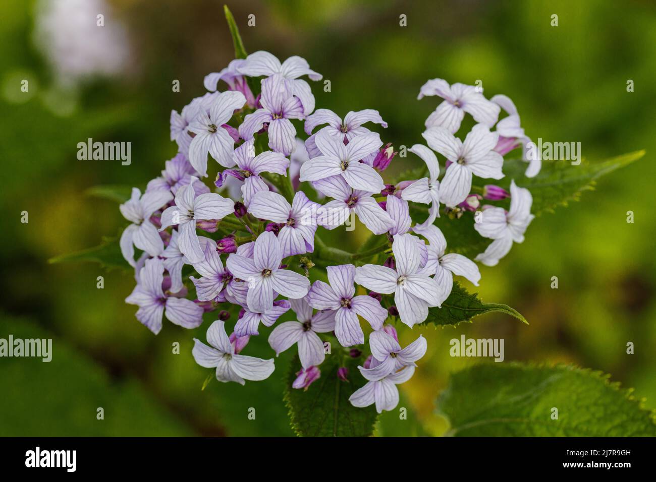 Beautiful lunaria rediviva perennial hi-res stock photography and ...