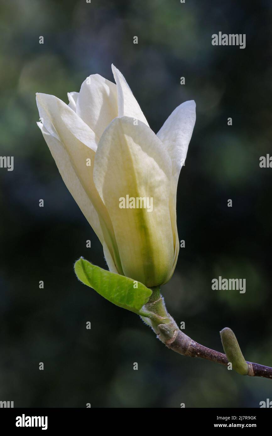 Magnolia elizabeth hi-res stock photography and images - Alamy