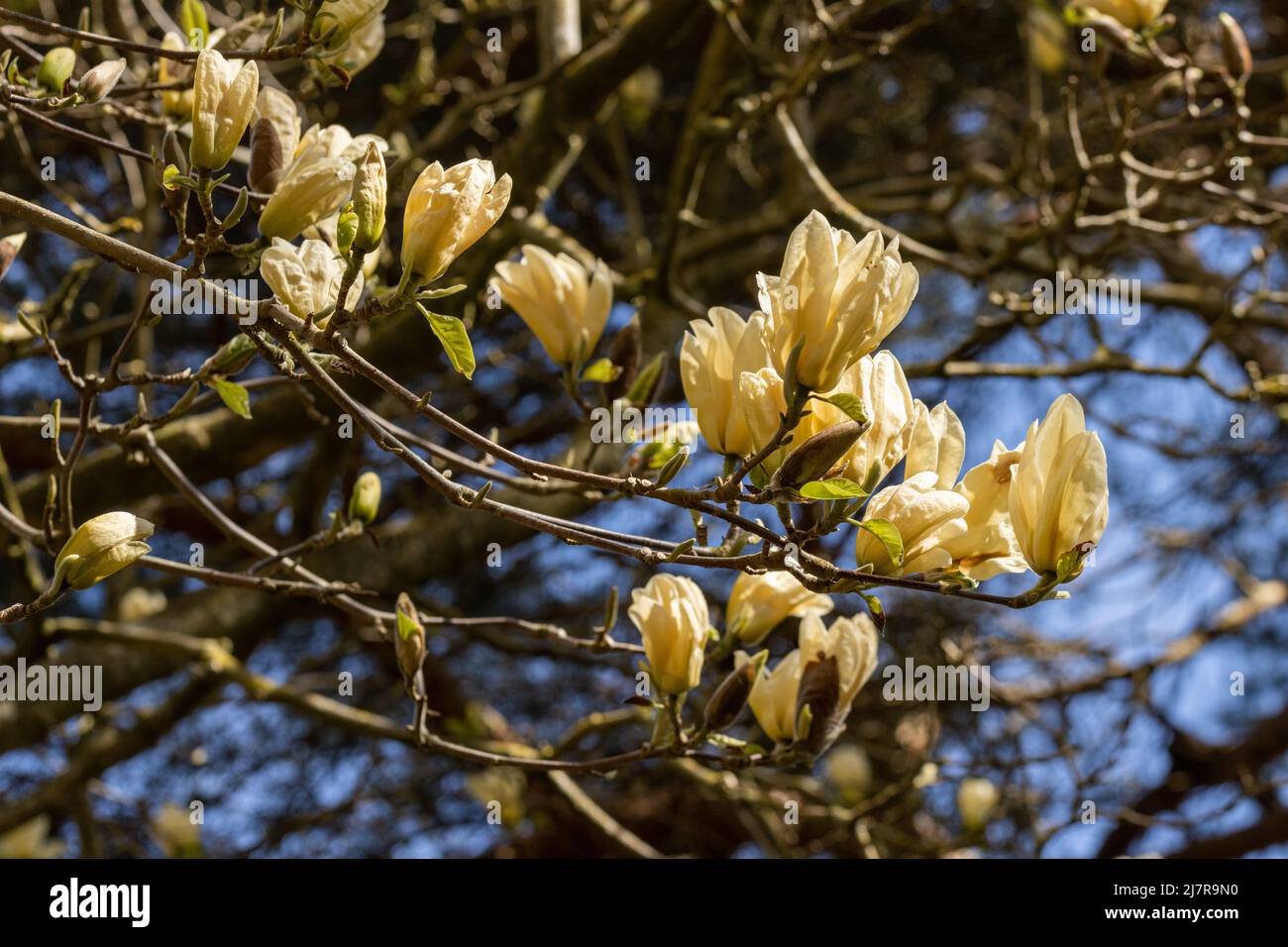 Yellow magnolia hi-res stock photography and images - Alamy