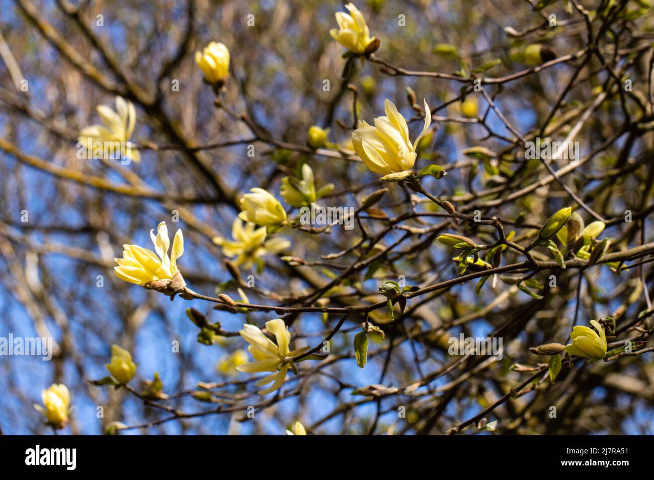 Cluster of pale yellow Magnolia Gold Star flowers in spring Stock Photo ...