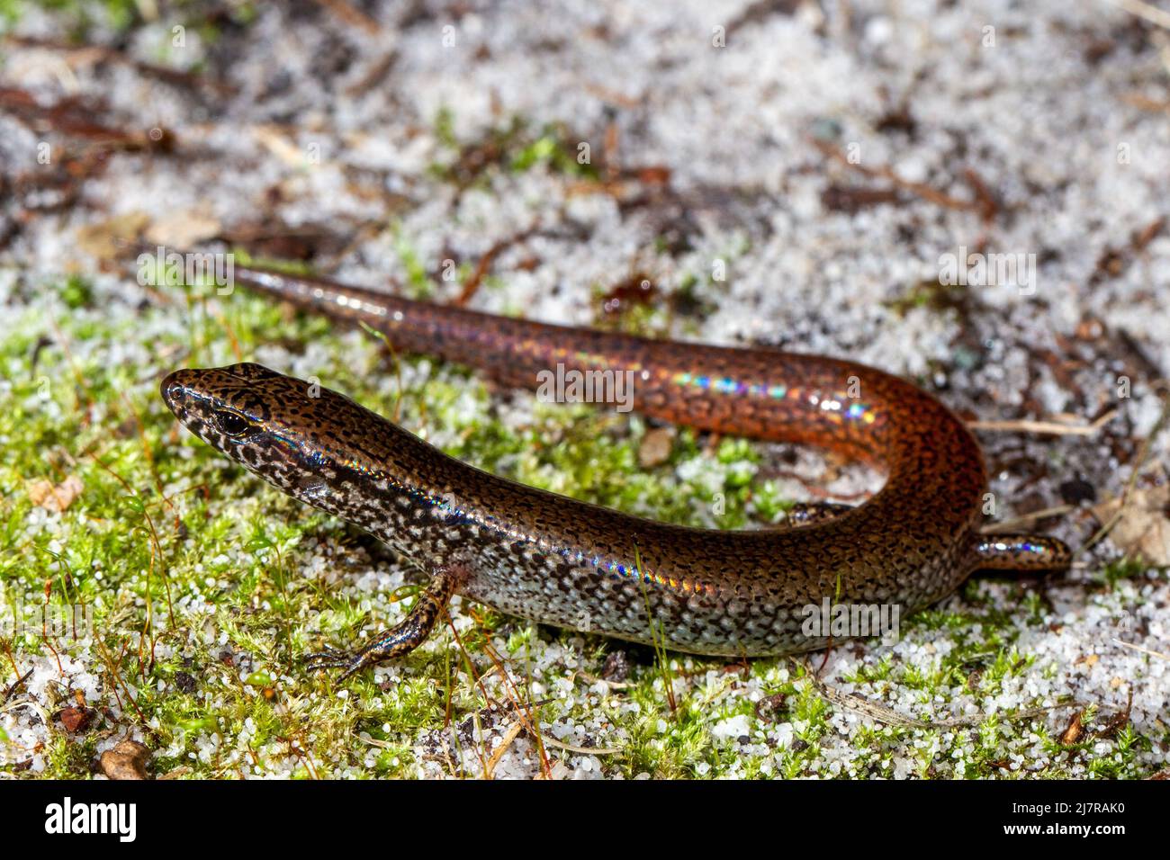 Red Tailed Skink