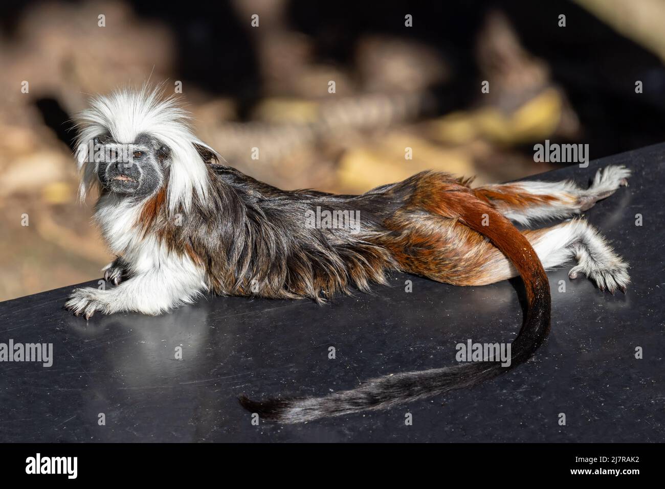 Cotton-top Tamarin at an Australian Zoo (Saguinus oedipus Stock Photo ...