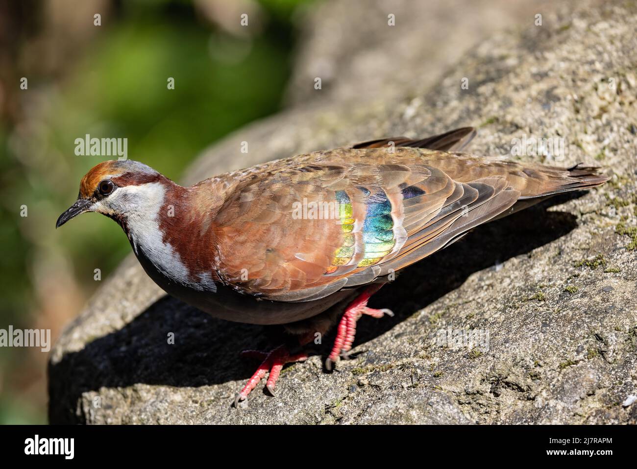 Brush Bronzewing Pigeon (Phaps elegans Stock Photo - Alamy