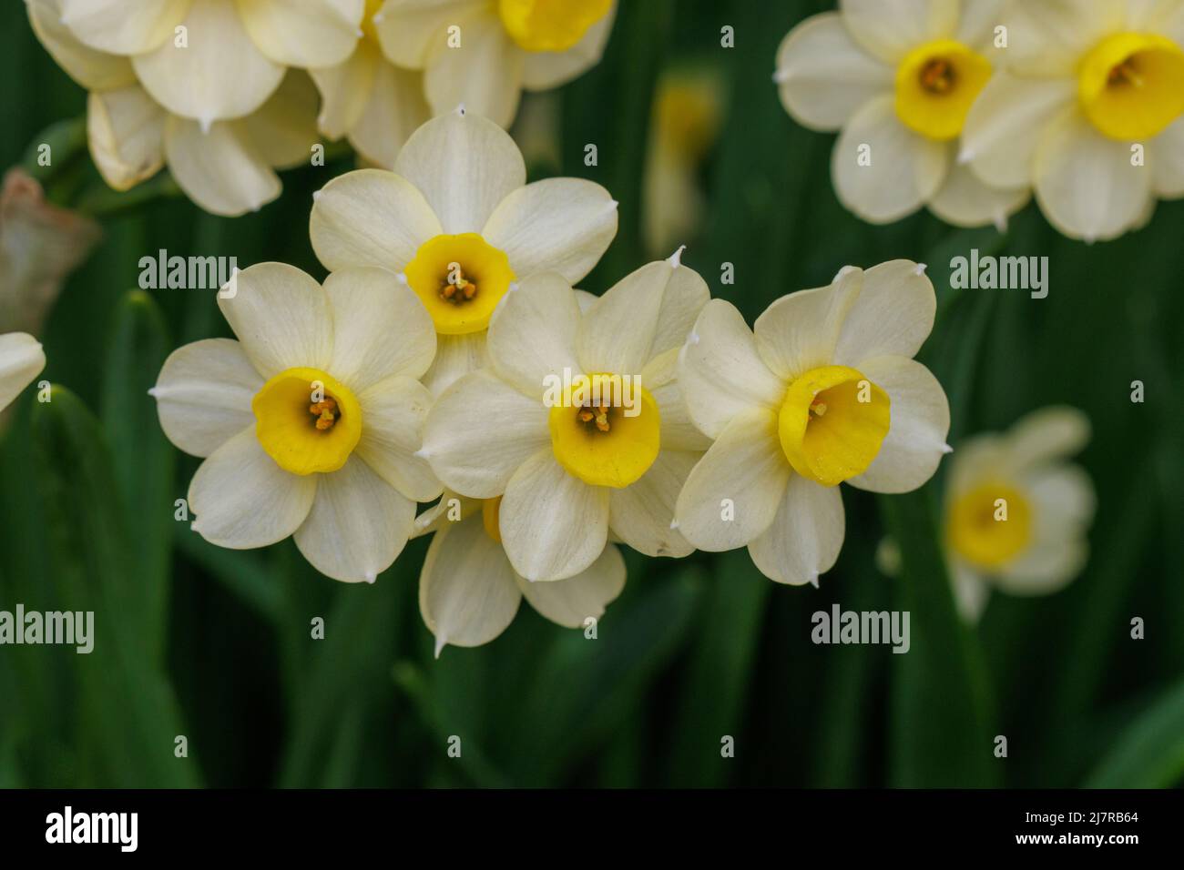 A cluster of pale yellow Narcissus Minnow flowers in spring Stock Photo ...