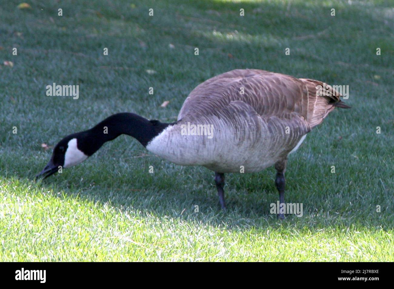LOS ANGELES - APR 14: Goose on the course at the Jack Wagner Anuual ...