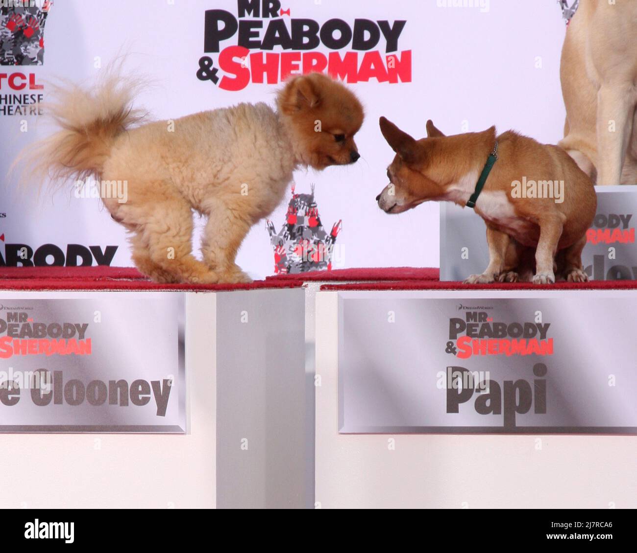 Mr peabody dog hi-res stock photography and images - Alamy