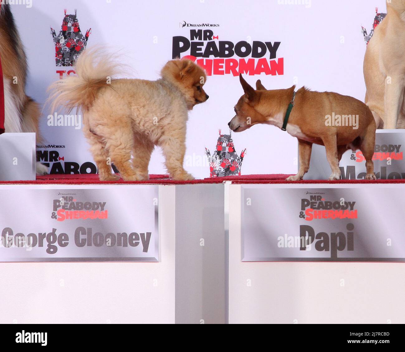 LOS ANGELES - FEB 14: George Clooney the dog, Papi at the Mr. Peabody ...